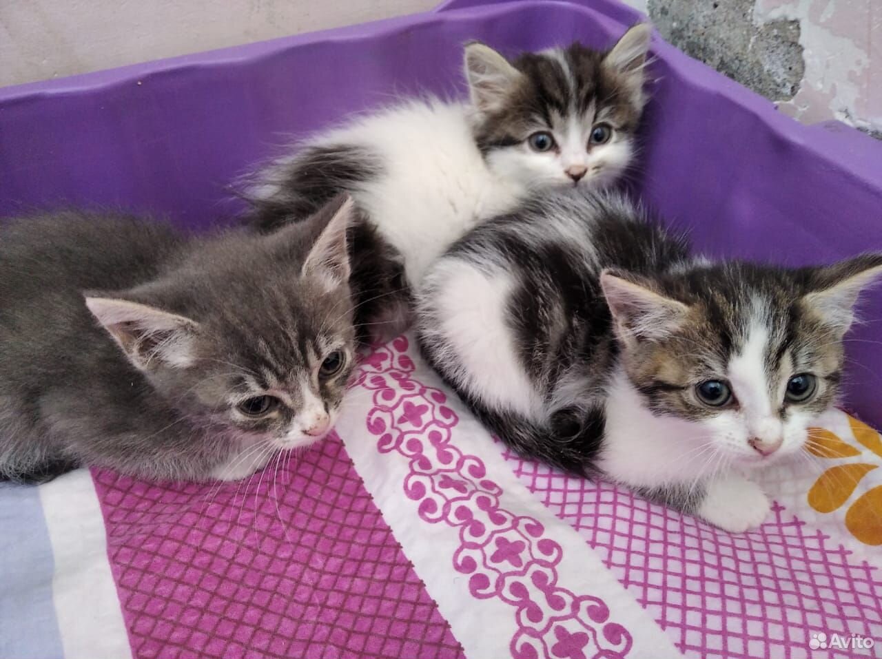 Отдаем в хорошие руки маленьких непосед