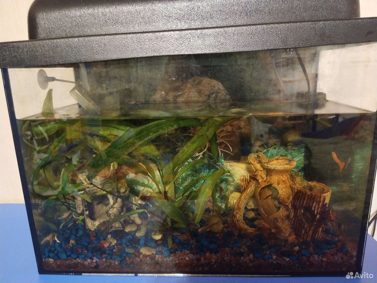 Аквариум
