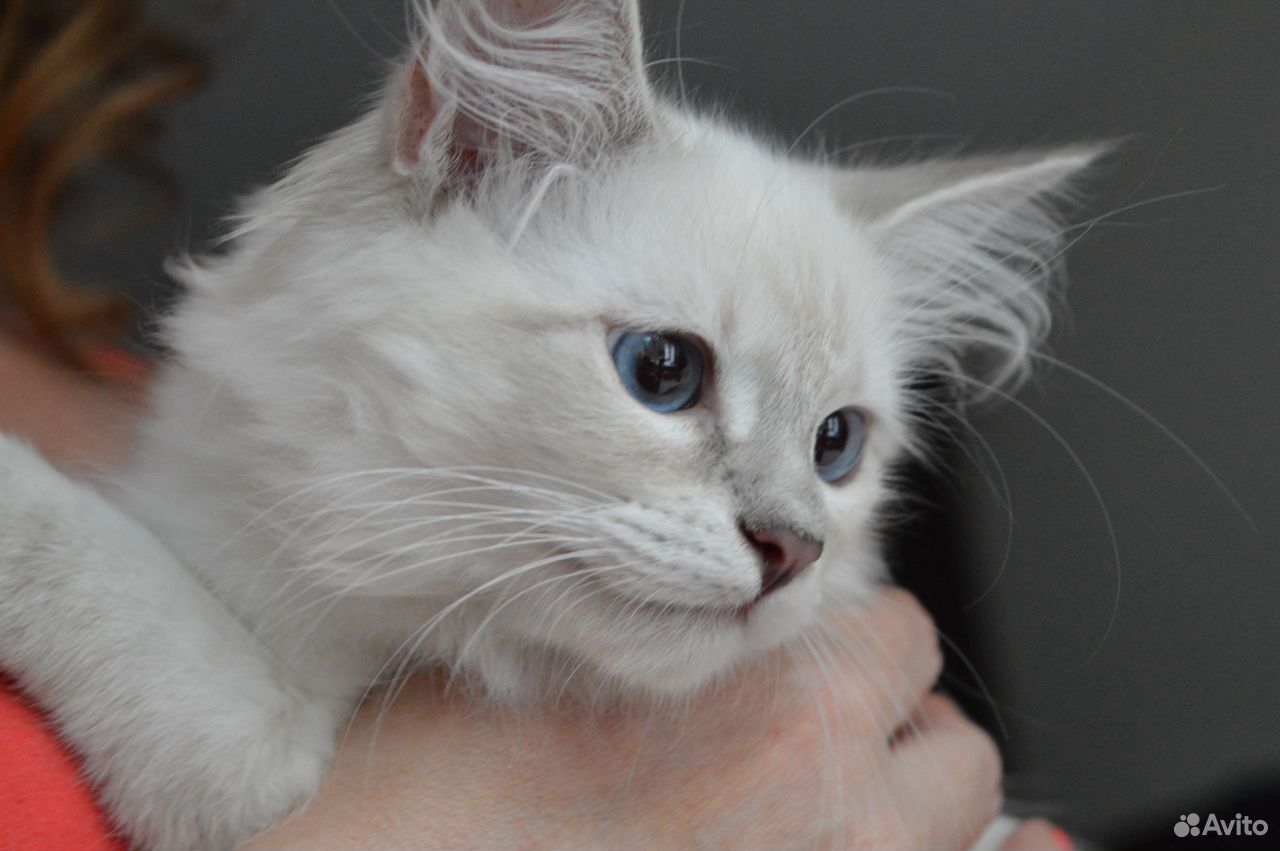 Невский котёнок Гарольд