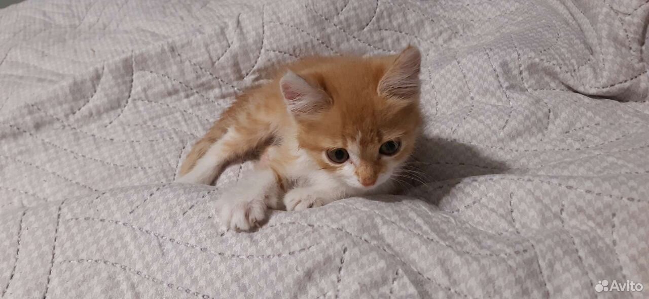 Котёнок
