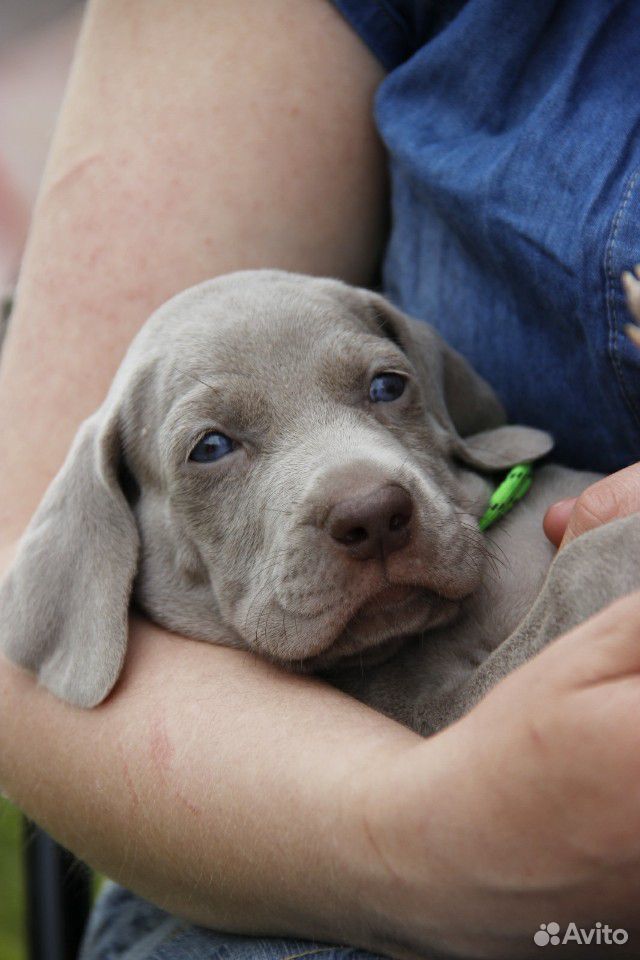 Щенки веймаранера к/ш- эксклюзивная вязка