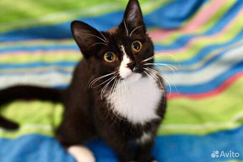 Томаш - котенок в дар