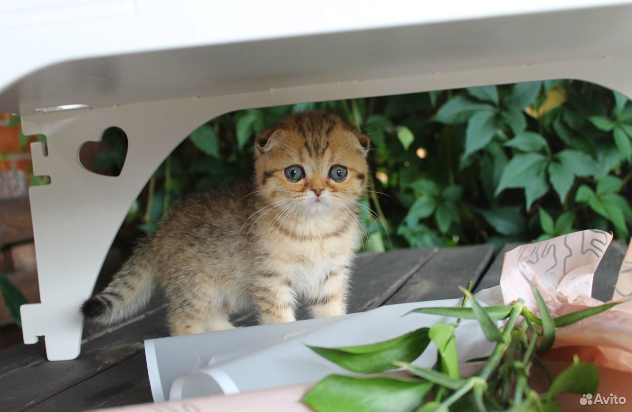 Маленькая принцесса