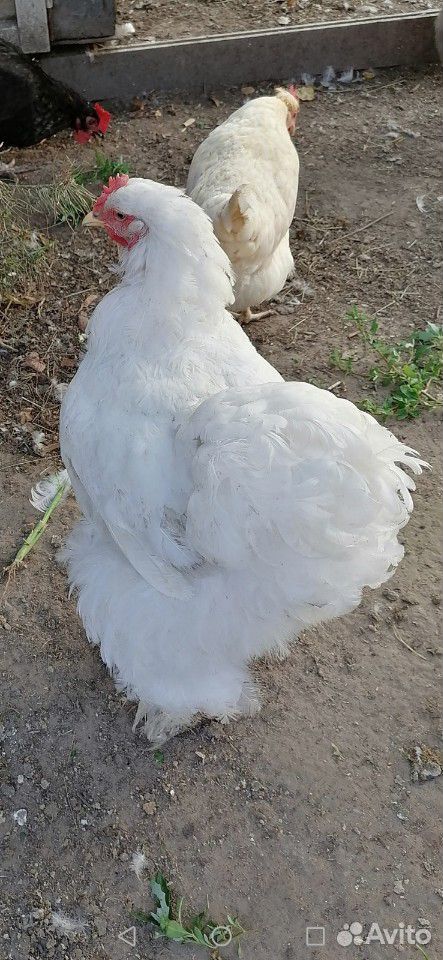 Семья кохинхин