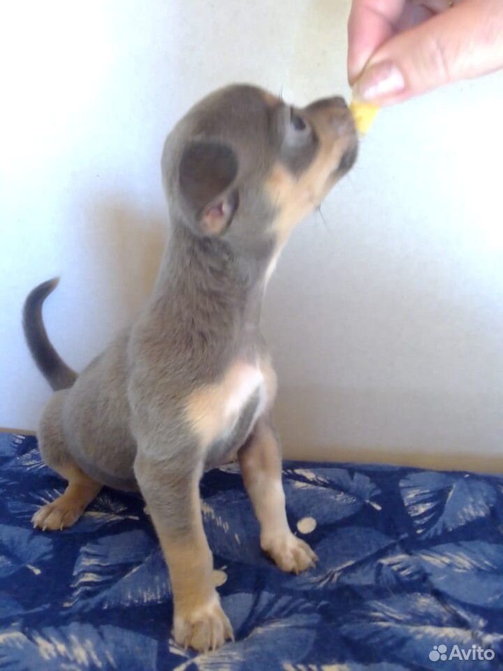 Голубо-подпалая кукляшка