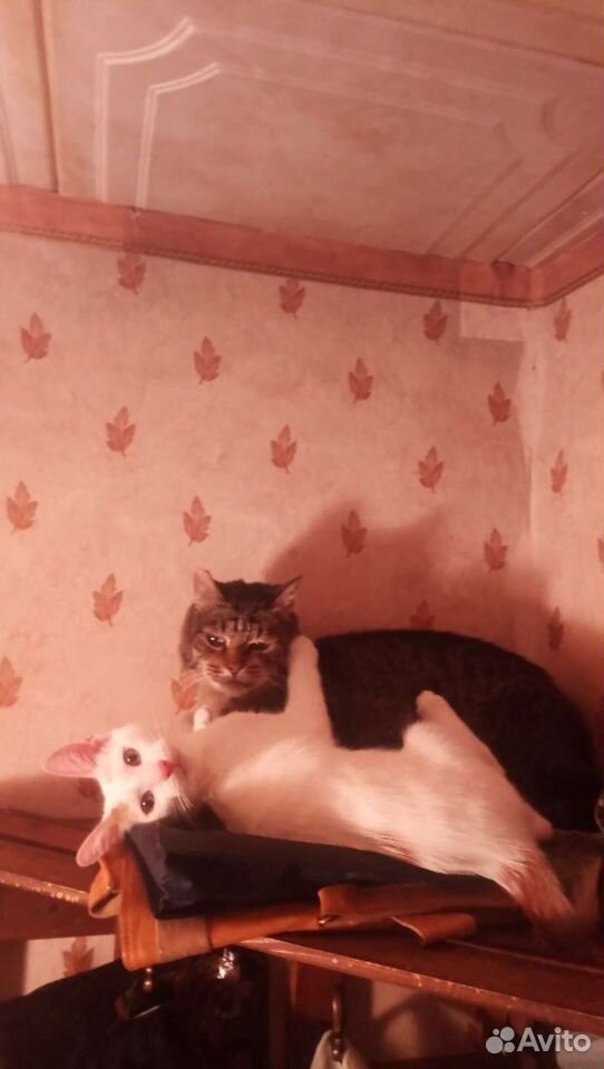 Котенок, 3,5 месяца бело-рыжие пятнышки, шустрик о