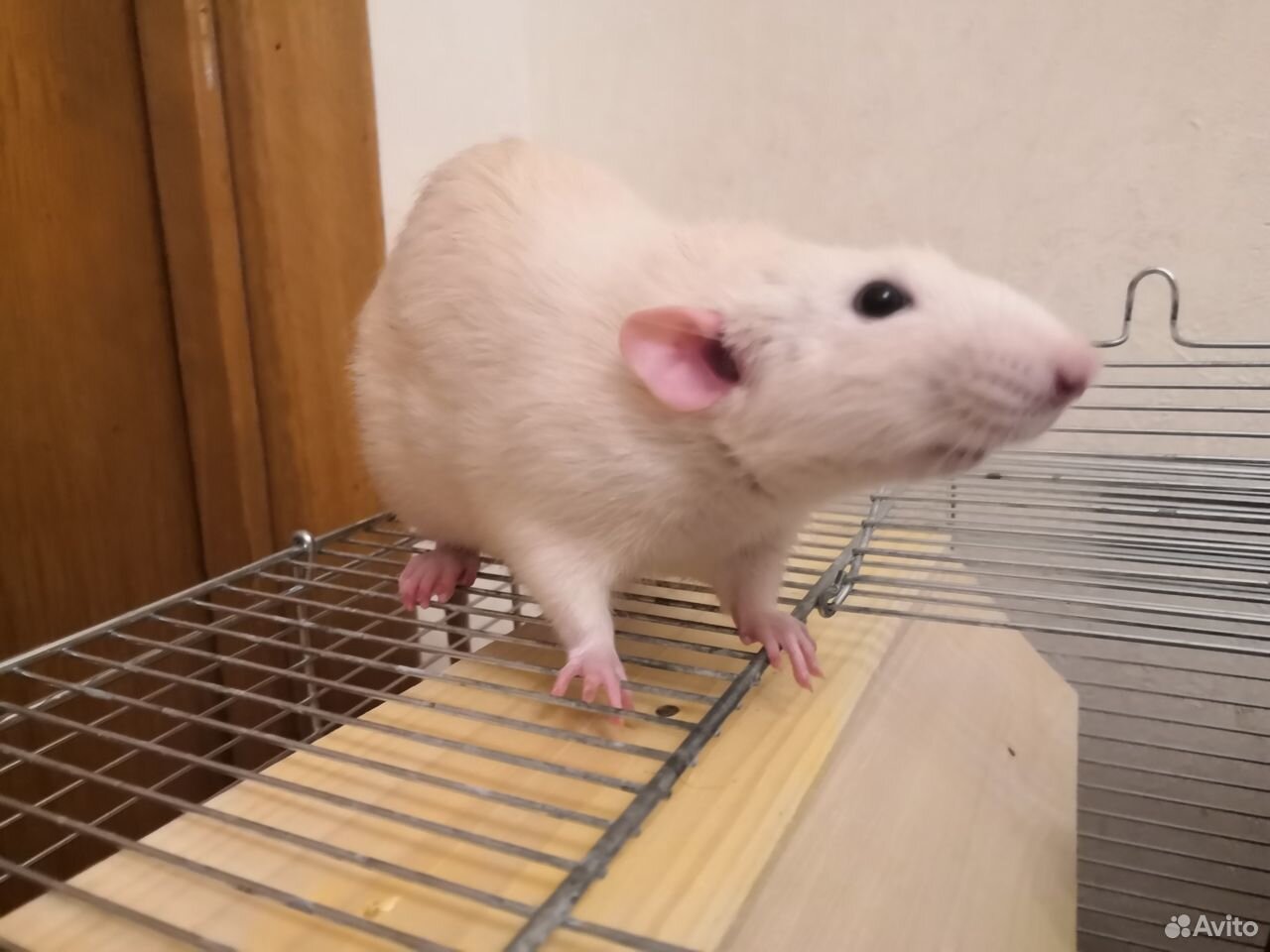 Крыса дамбо мальчик 8 мес