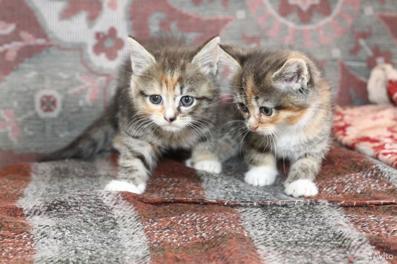 Котенок в Добрые руки