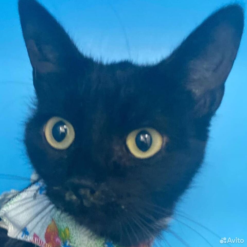 Ласковая, ручная, умная красавица Афродита в дар