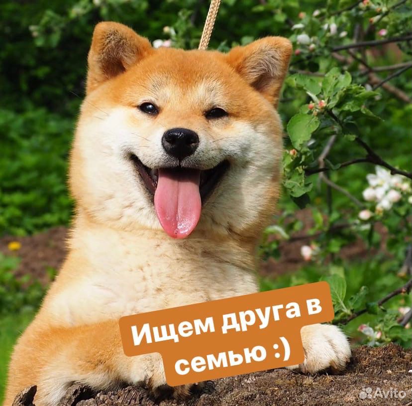 Возьмём в семью щенка породы сиба-ину