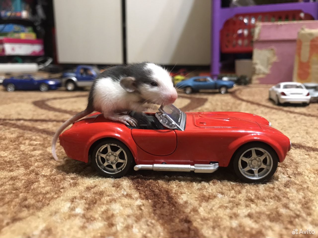 Крысята даром в добрые ручки