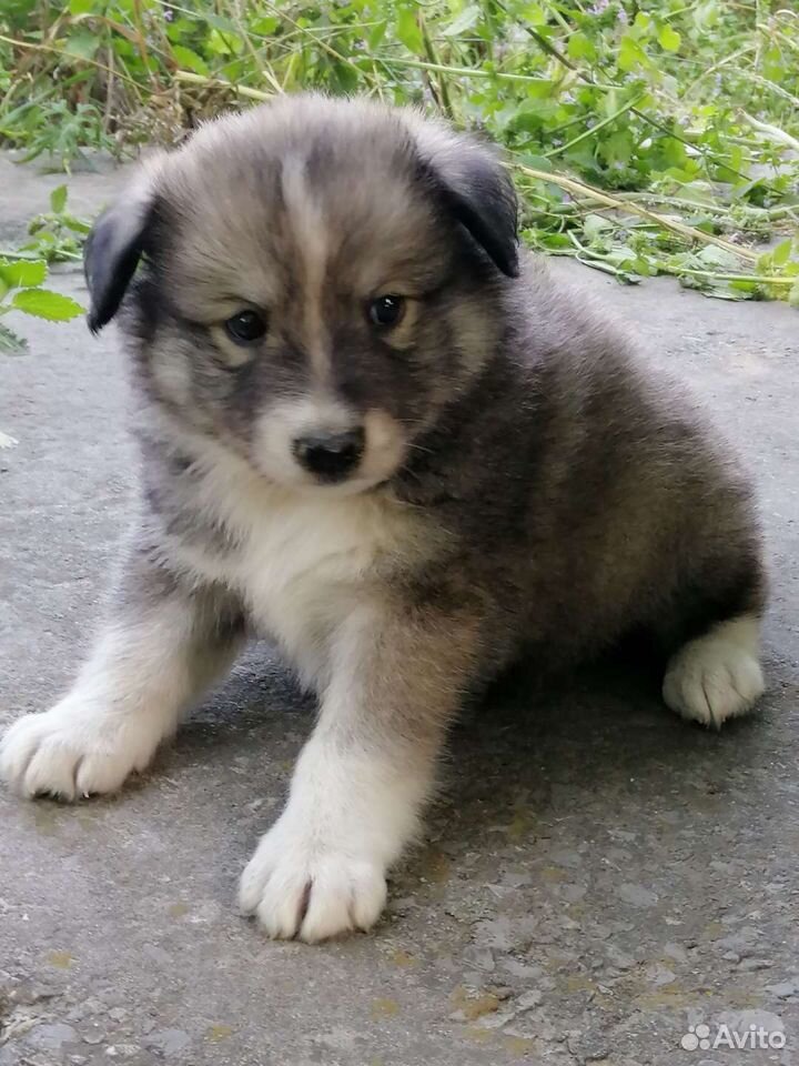 Щенок Сникерс