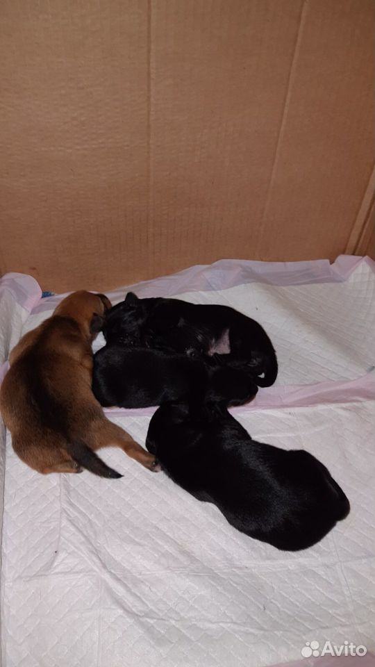 Щенки Той терьера