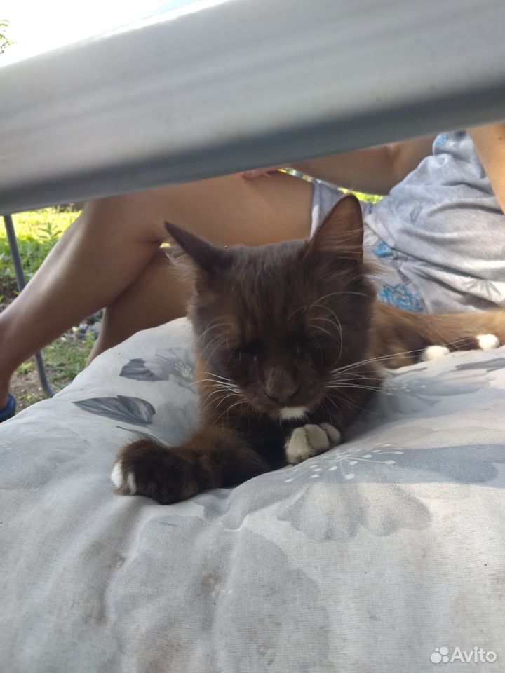 Котенок