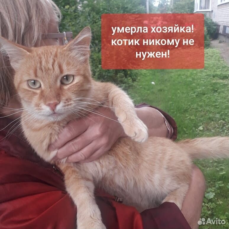 Котик сирота в добрые руки