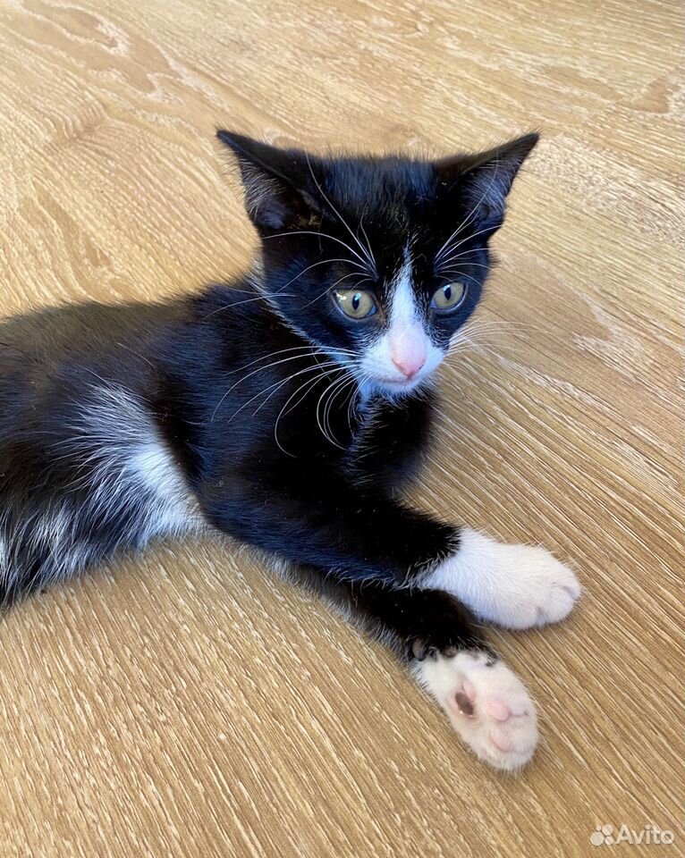 Котёнок мальчик в добрые руки бесплатно