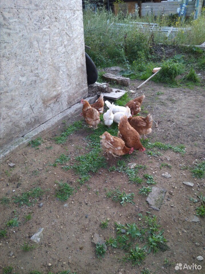 Куры - несушки