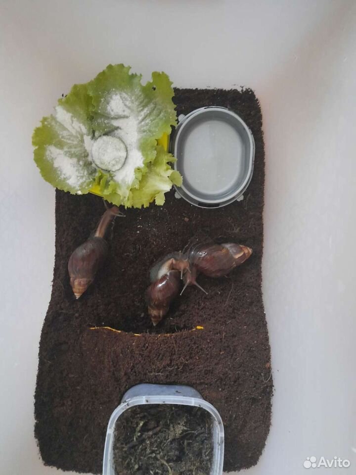 Улитки ахатины