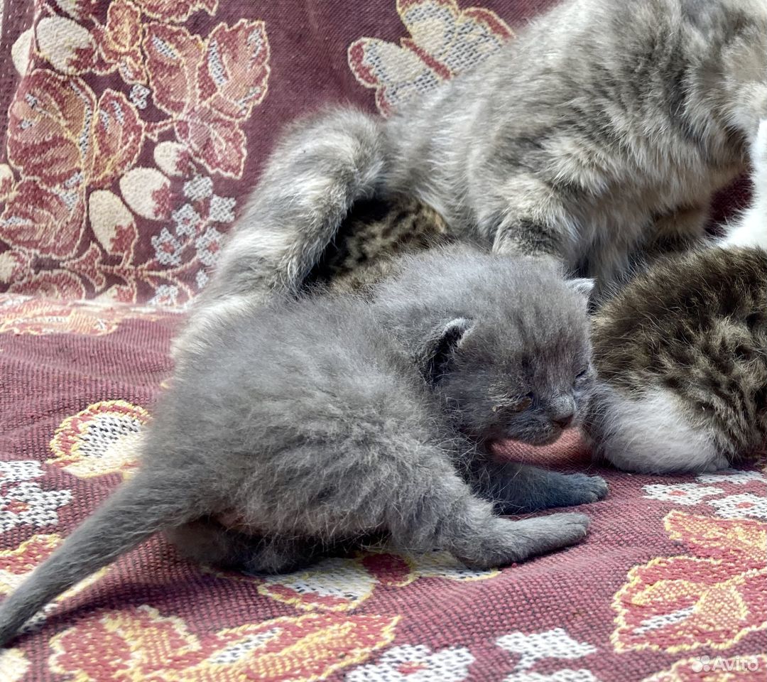 Котята шотландской кошки