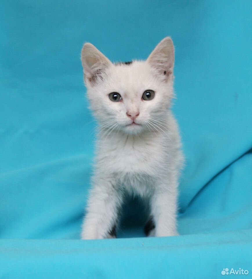 Котёнок Девочка Денди