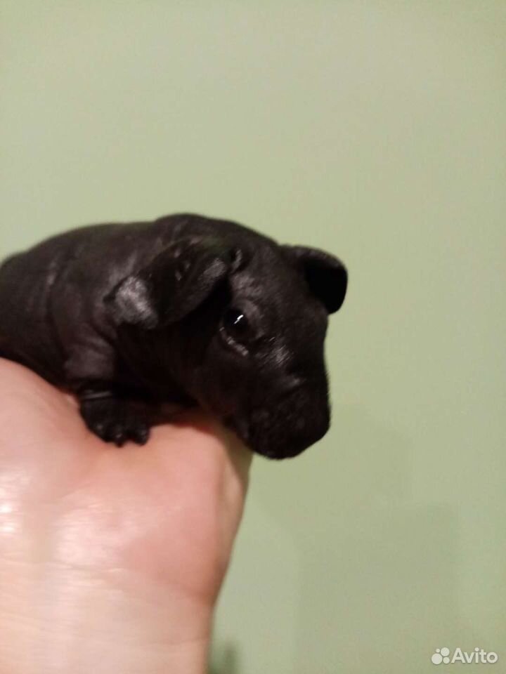 Морские свинки скинни девочки