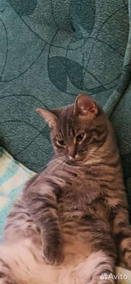 Кот (большой котенок)