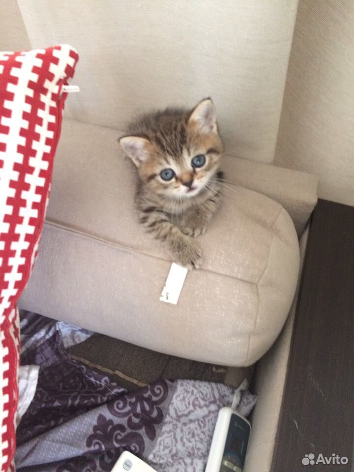 Котёнок