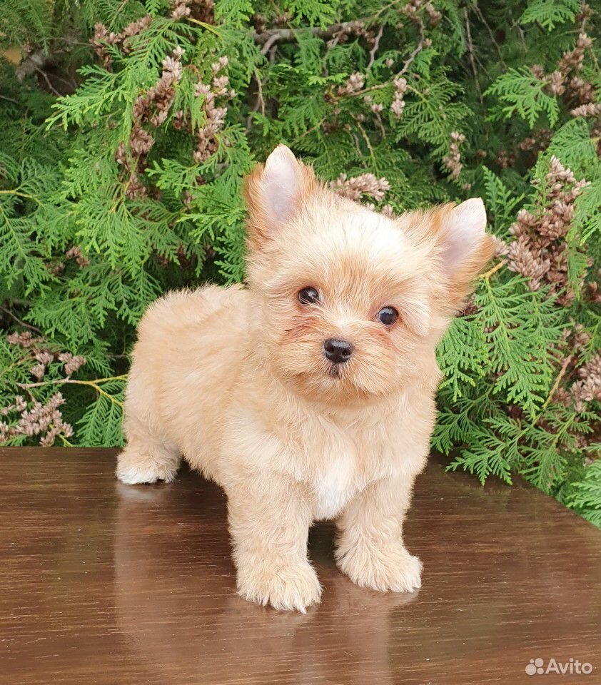 Голдаст йорк