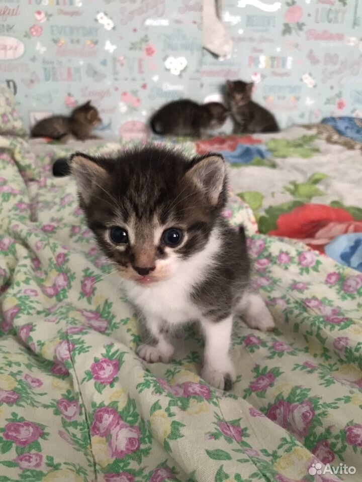 Котенок мальчик