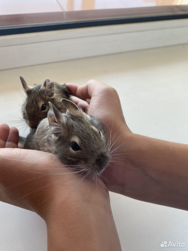 Дегу (самец и самка) с клеткой