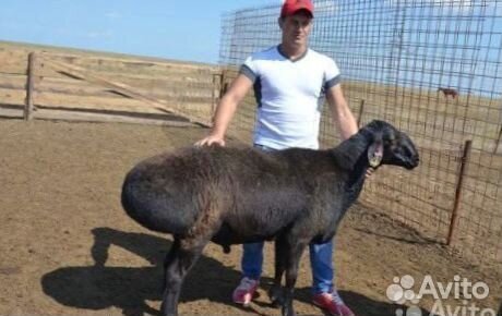 Лучшие Бараны Эдильбаевской породы