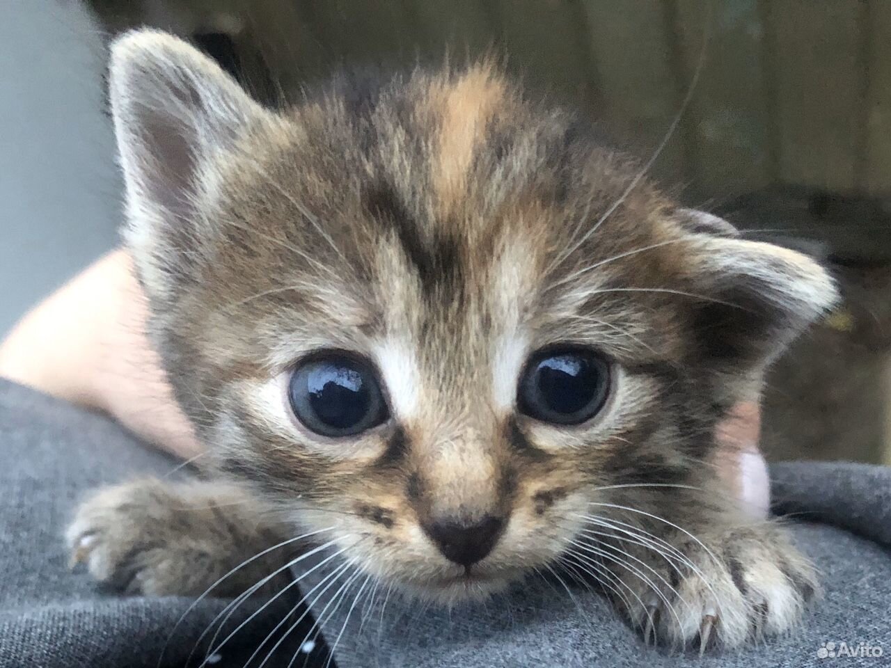 Кошка Мася ищет родителей