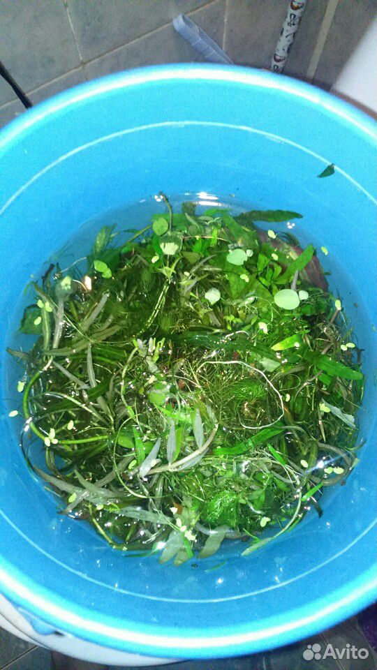 Аквариумное растение