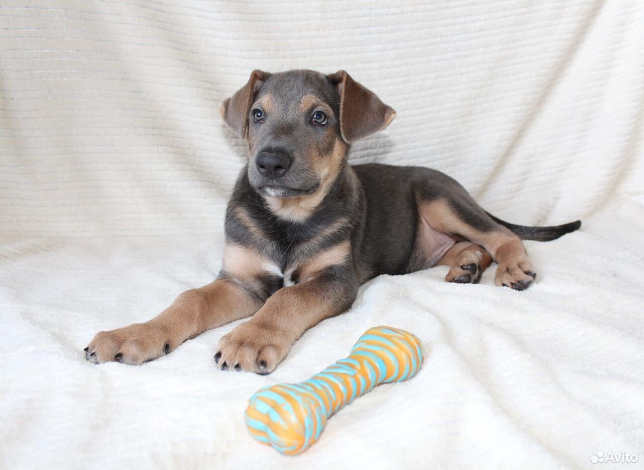 Необыкновенный щенок ищет дом