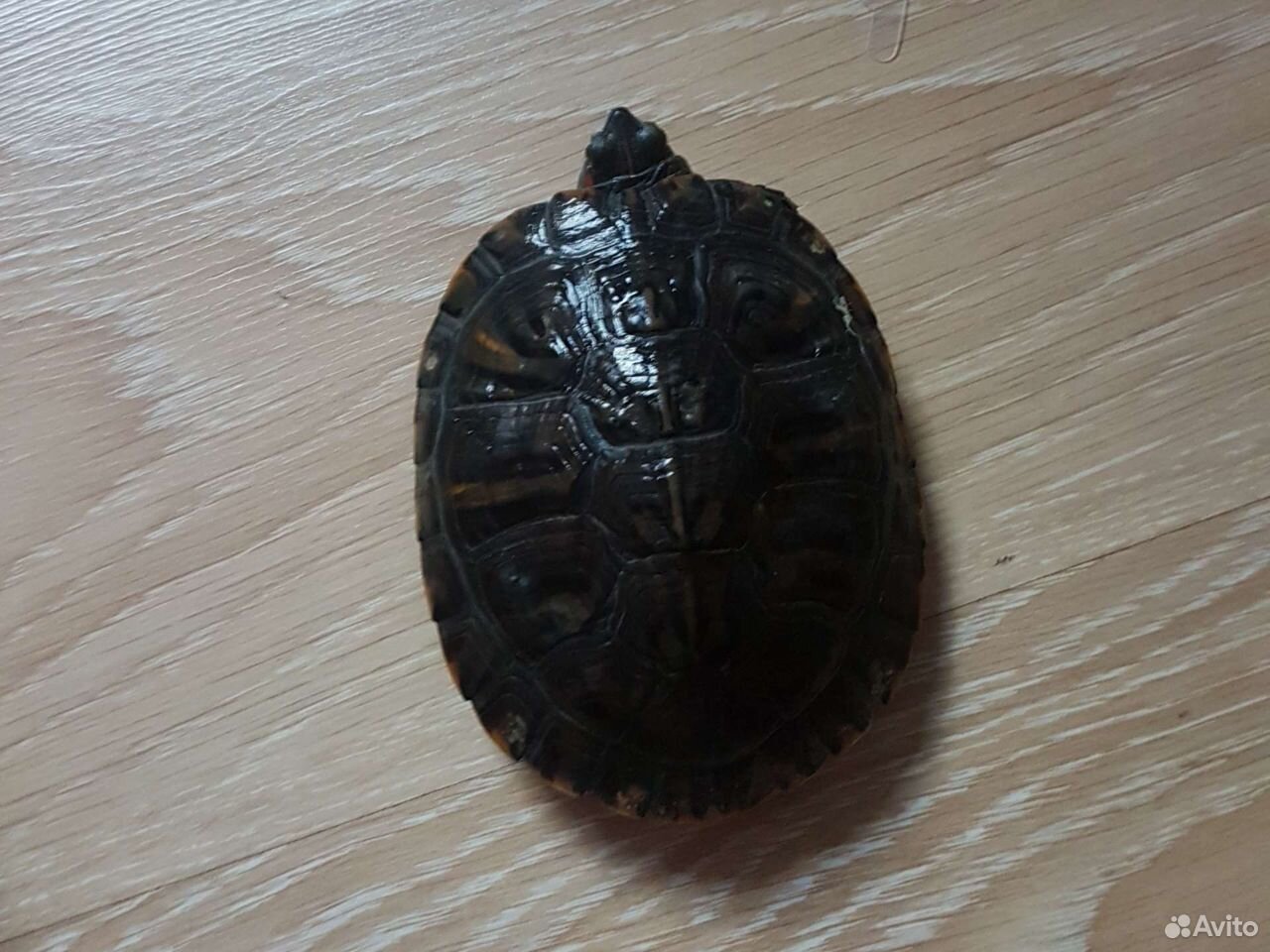 Красноухоя черепаха