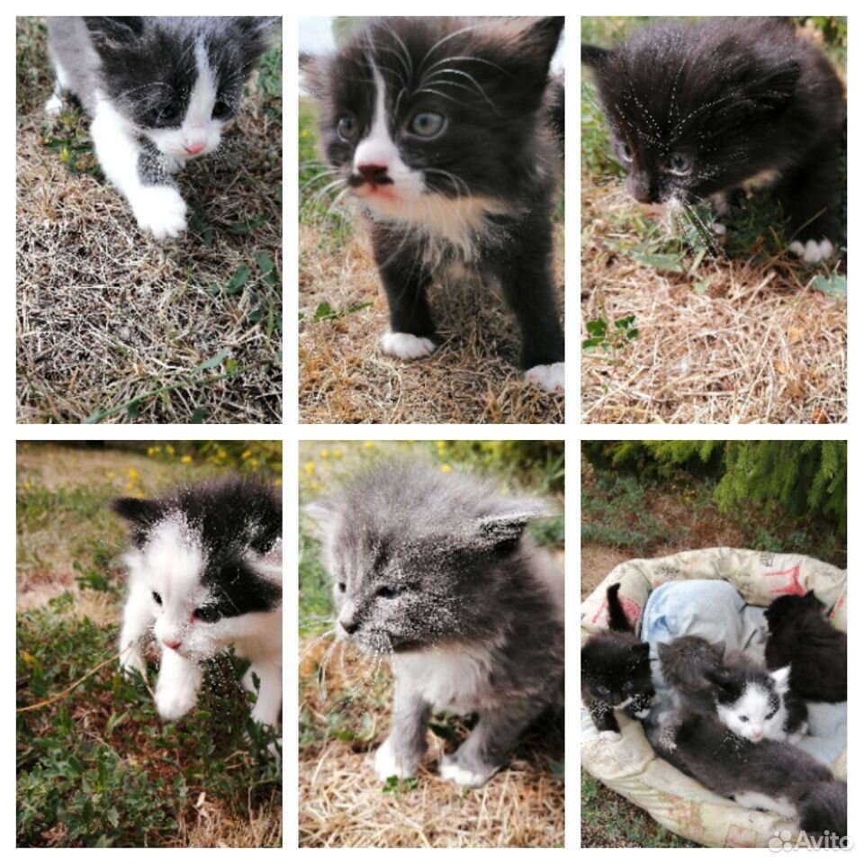 Отдадим милых котят в хорошие руки (без породы)