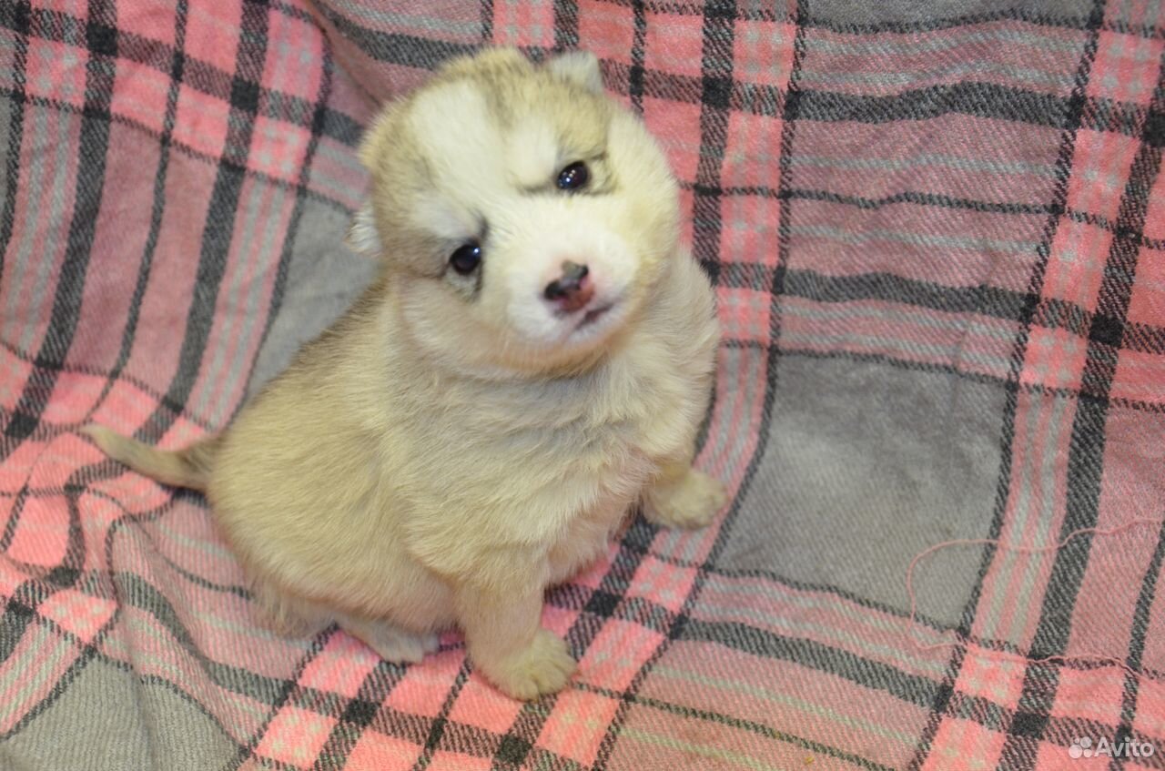 Сибирская хаски