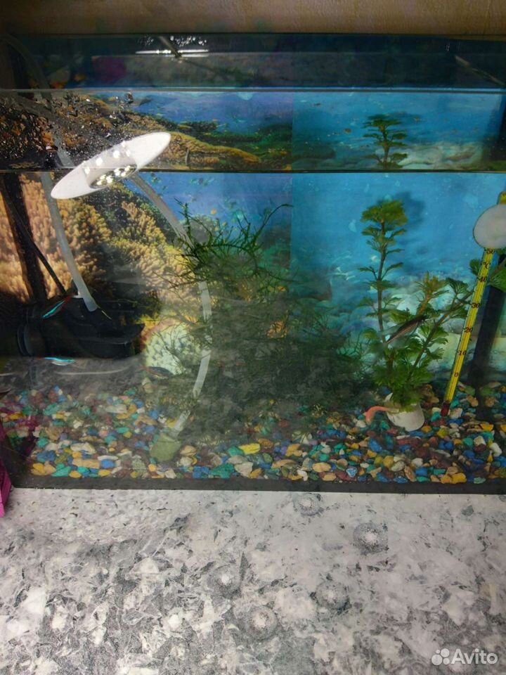 Аквариум