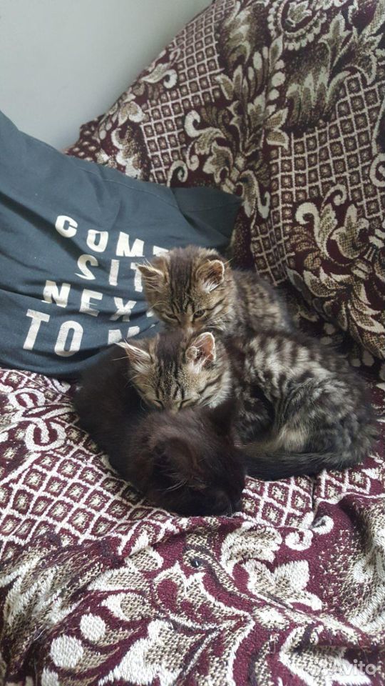 Котята