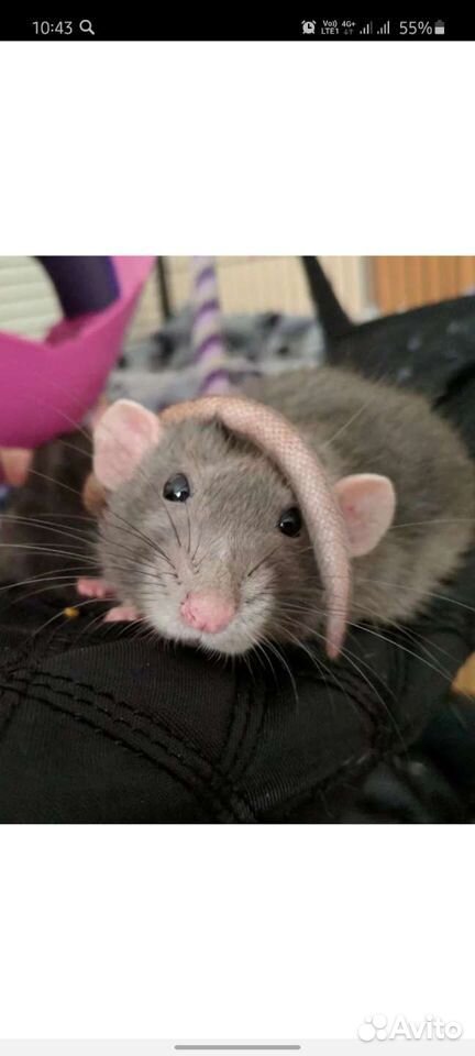 Домашняя крыса