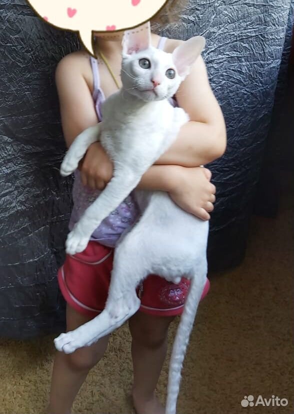 Котёнок корниш-рекс
