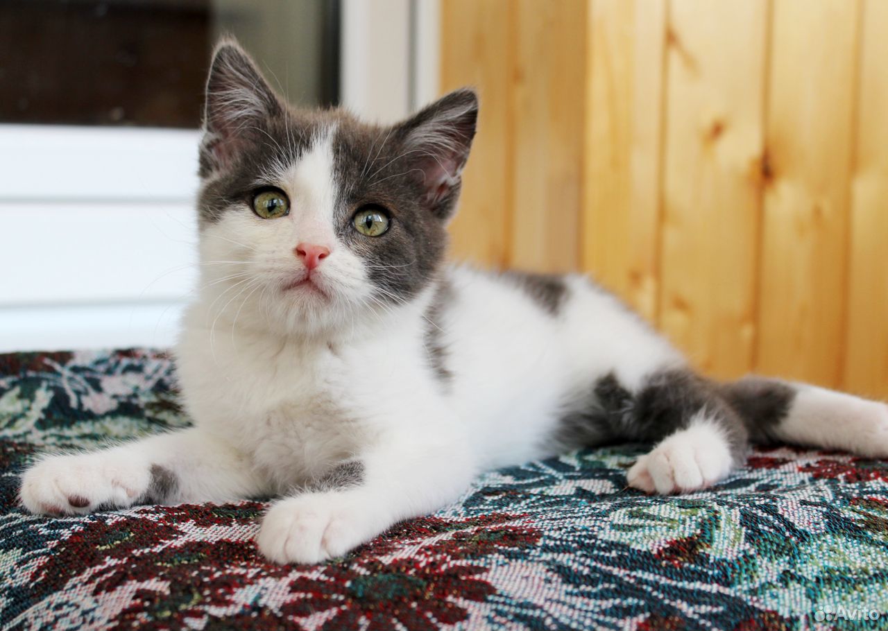 Котенок мальчик Бимка ищет дом