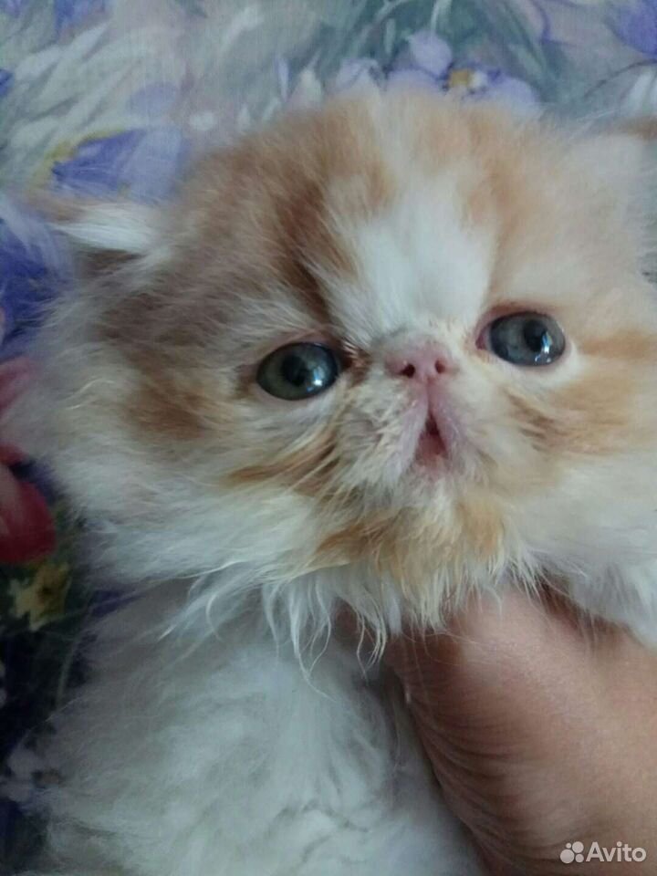 Персидская