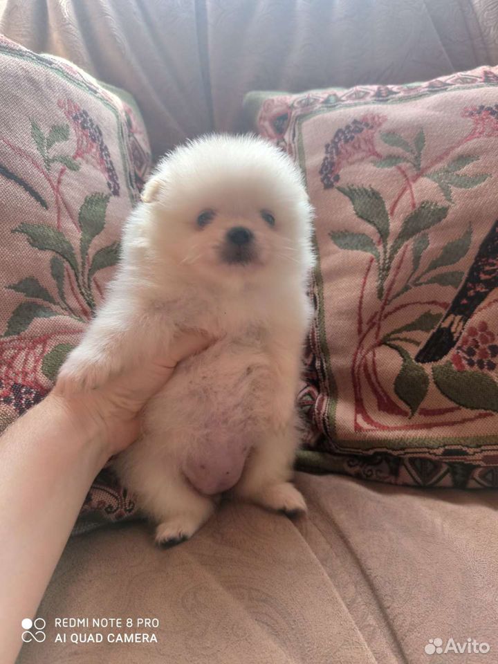 Немецкий шпиц