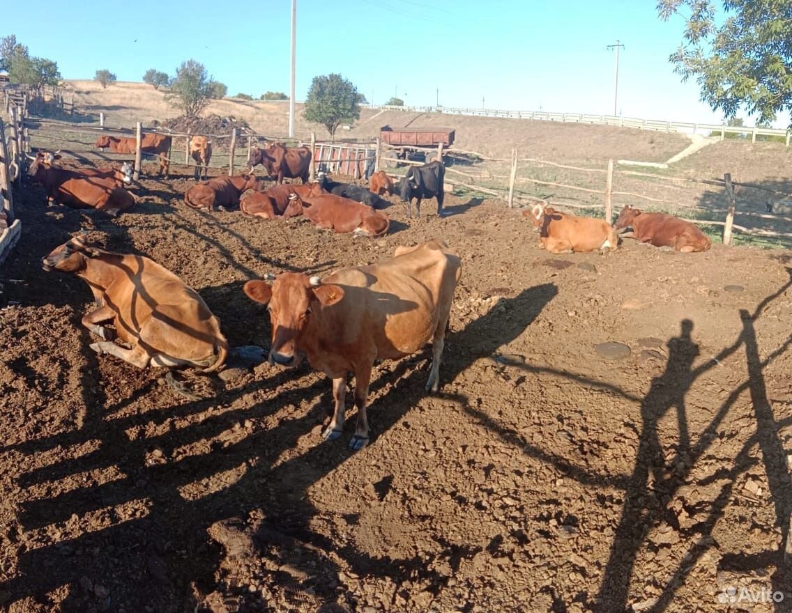 Молочные коровы