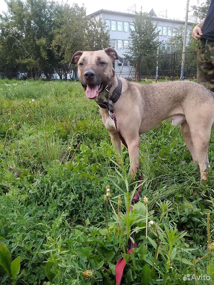 Чудесный пес ищет дом