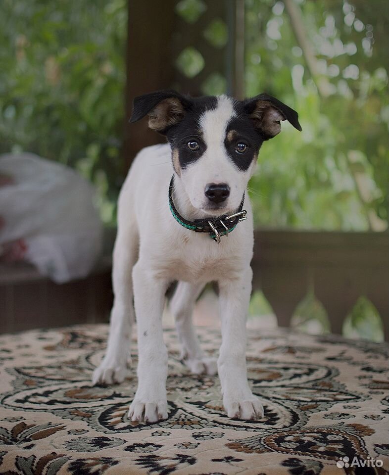 Щенок в добрые руки