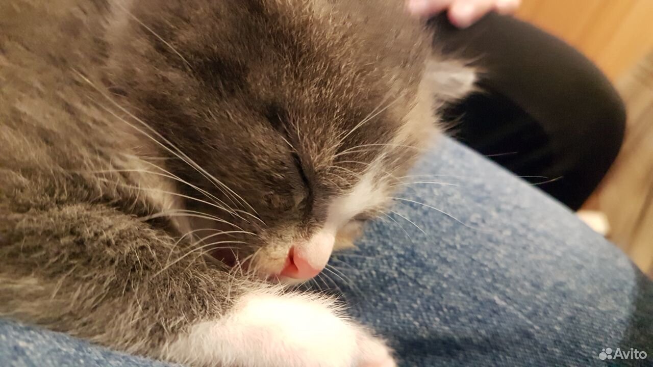 Отдаём котёночка в хорошие руки