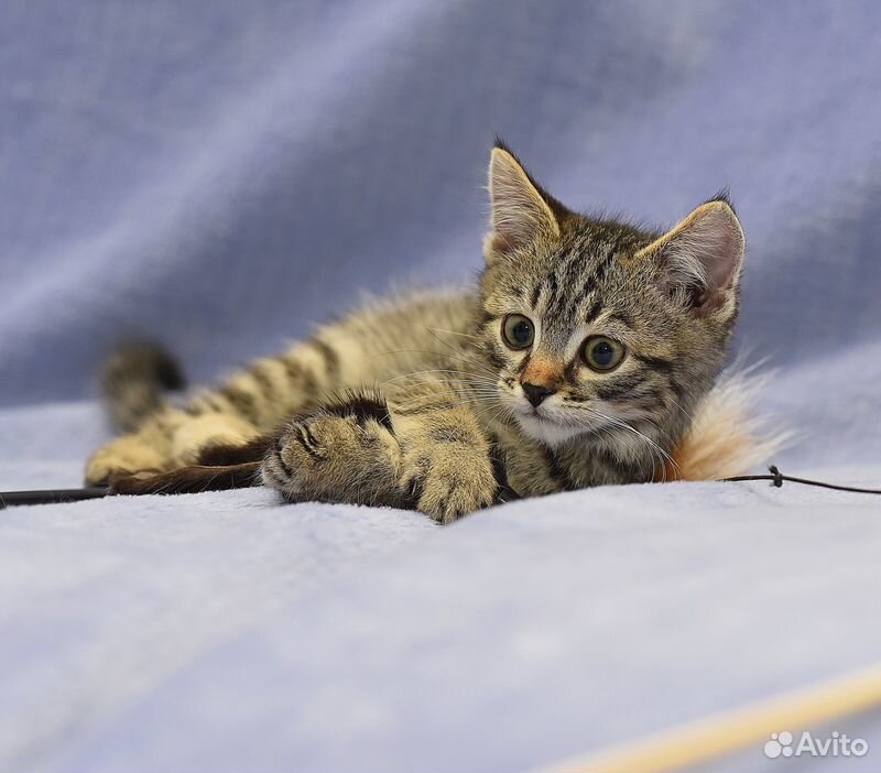 Котёнок Пират в добрые руки