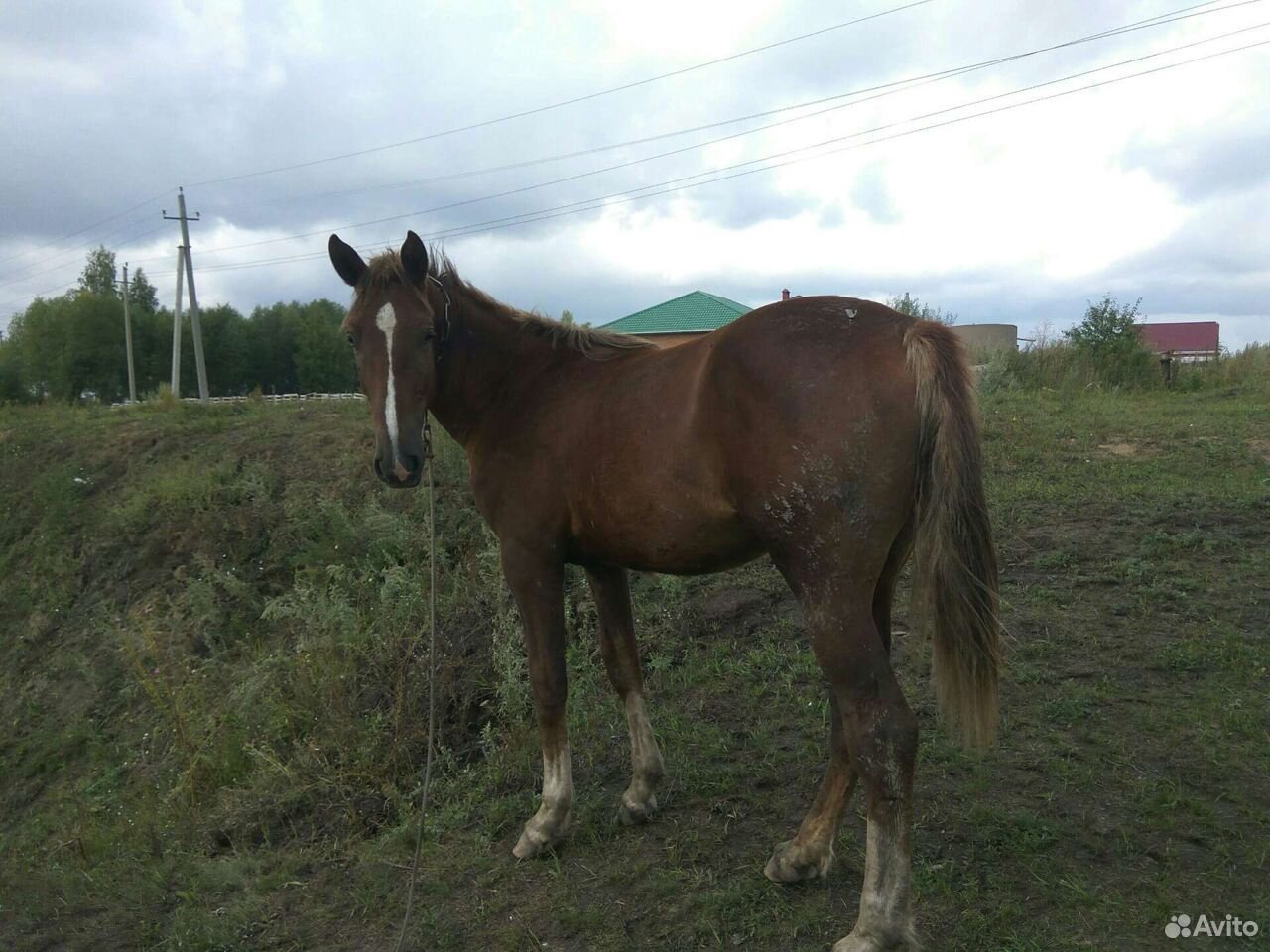 Жеребчик